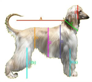 Measuring a Dog – The Snood Factory